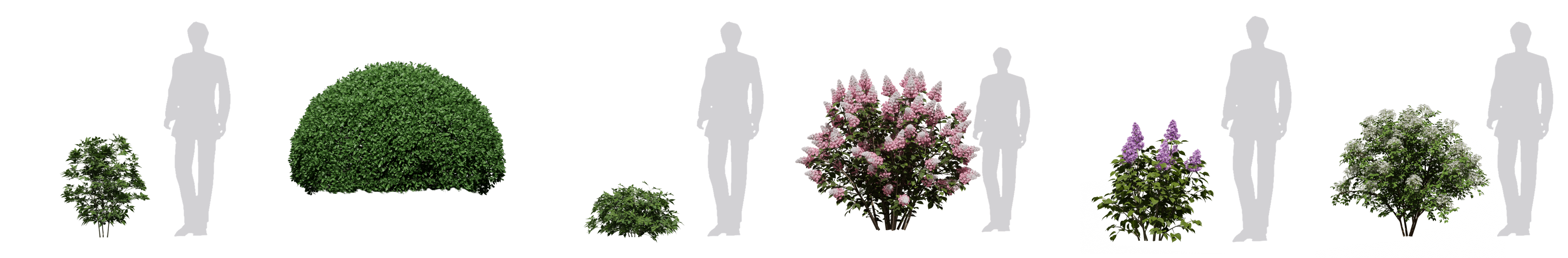 D5素材库更新丨全球常用植物精选 Vol.2丨200+ 动态植物上线 - D5渲染器